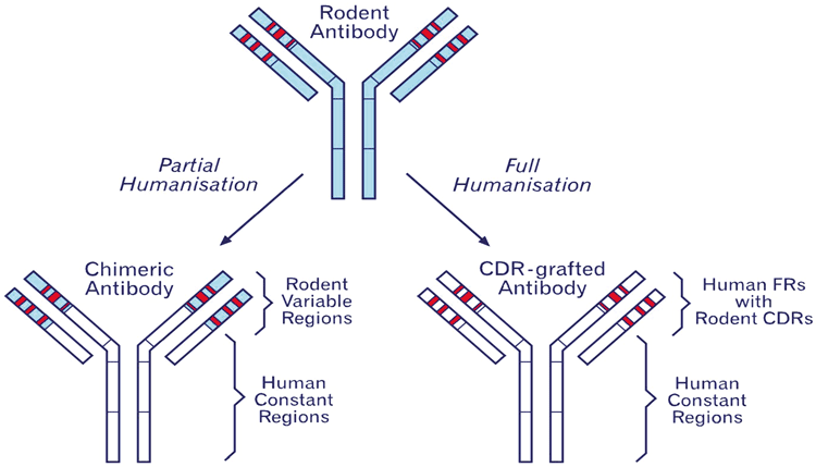 Developing antibody therapeutics