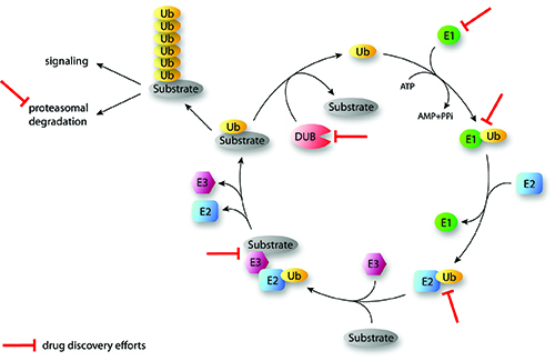 Targeting the ubiquitin-proteasome system