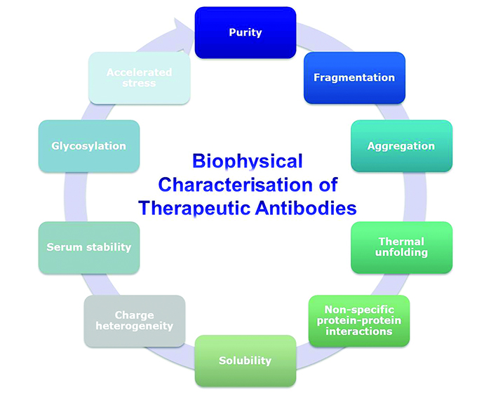 Developability assessment of therapeutic antibodies
