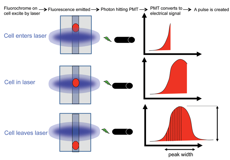 Flow cytometry: Not just a box in the lab