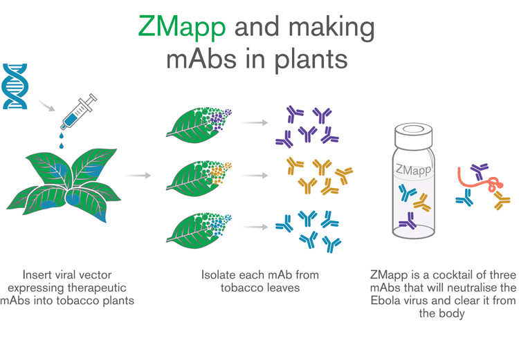 The growing potential of plant-made monoclonal antibodies