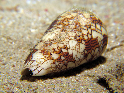 Researchers discover new peptide toxins in cone snail venom
