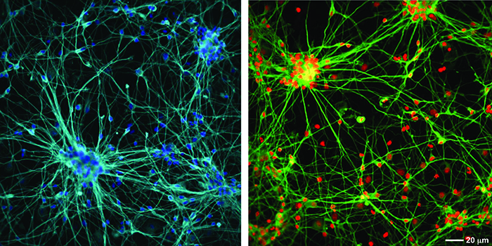 A picture is worth a thousand endpoints: high-content imaging in drug ...